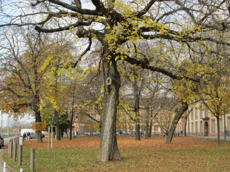 15 Wisconsin Native Trees To Admire (Or Plant In Your Yard)