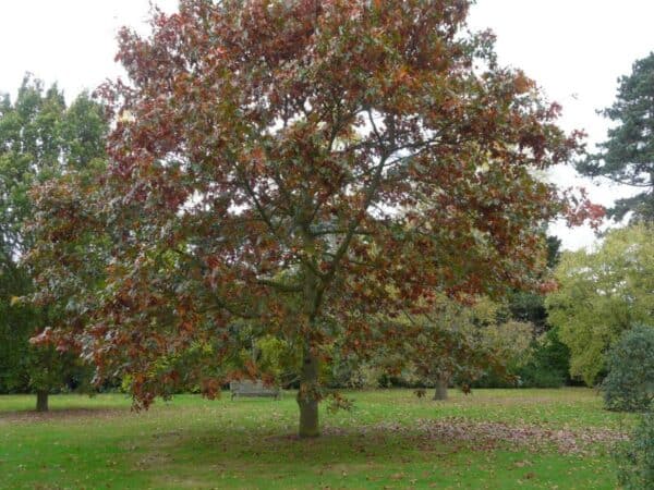 15 Wisconsin Native Trees To Admire (Or Plant In Your Yard)
