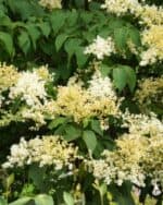 Zone 3 Flowering Trees (9 Stunning Cold Hardy Ornamentals)