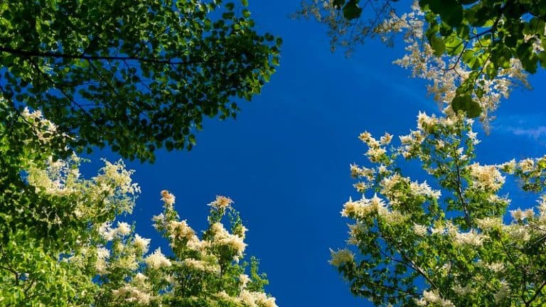 10 Best Trees for Colorado (Ornamental & Functional Types)