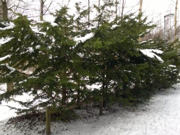 7 Beautiful Evergreen Trees in Wisconsin (Green Year Round)