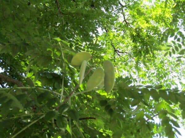 15 Wisconsin Native Trees To Admire (Or Plant In Your Yard)