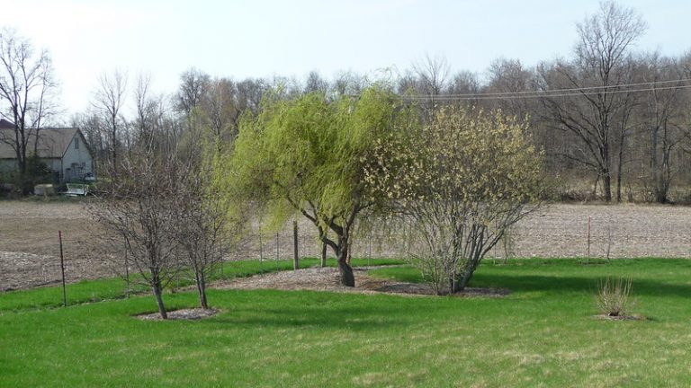 13 Willow Trees in Colorado (Popular Types to Grow in CO)