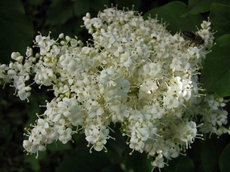 9 Ornamental Flowering Trees to Grow in Connecticut (CT)