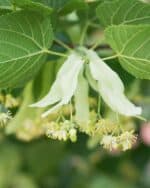 Zone 3 Flowering Trees (9 Stunning Cold Hardy Ornamentals)