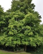 Zone 3 Flowering Trees (9 Stunning Cold Hardy Ornamentals)