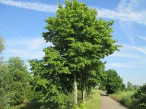 8 Best Shade Trees for Colorado Yards (Front & Rear)