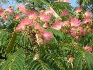 9 Ornamental Flowering Trees to Grow in Connecticut (CT)