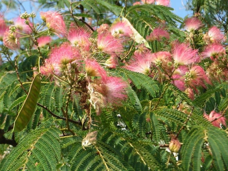 9 Ornamental Flowering Trees to Grow in Connecticut (CT)