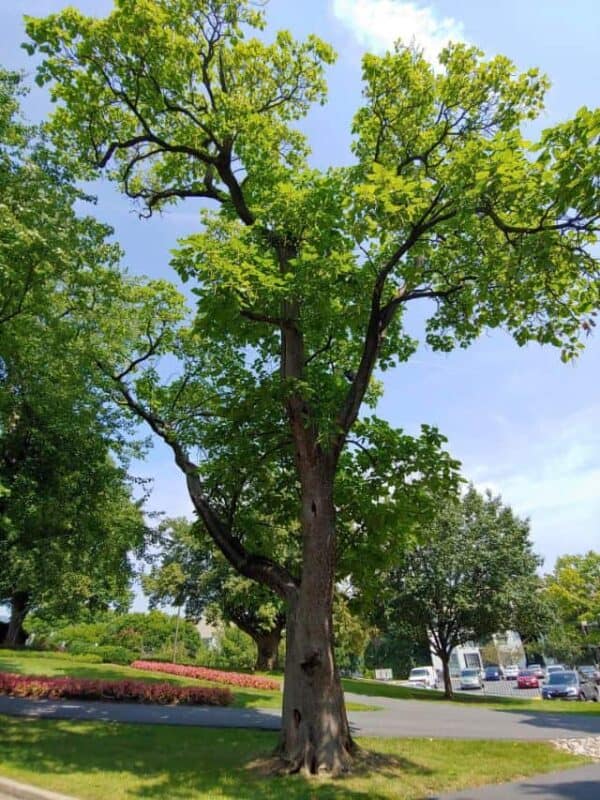 8 Best Shade Trees for Colorado Yards (Front & Rear)