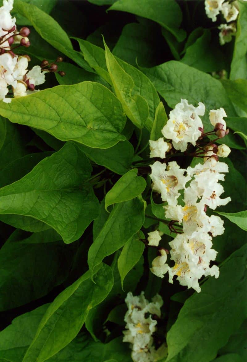 15 Fast Growing Trees to Plant in Your Wisconsin Landscape