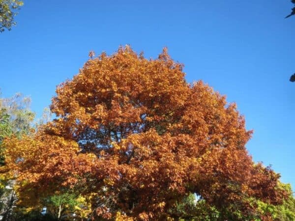 7 Fast-Growing Shade Trees for USDA Zone 7 (Small & Large)