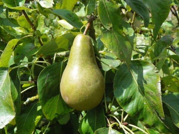 7 Best High Altitude Fruit Trees To Grow in Colorado