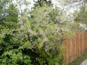 15 Wisconsin Native Trees To Admire (Or Plant In Your Yard)