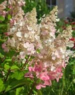 Zone 3 Flowering Trees (9 Stunning Cold Hardy Ornamentals)