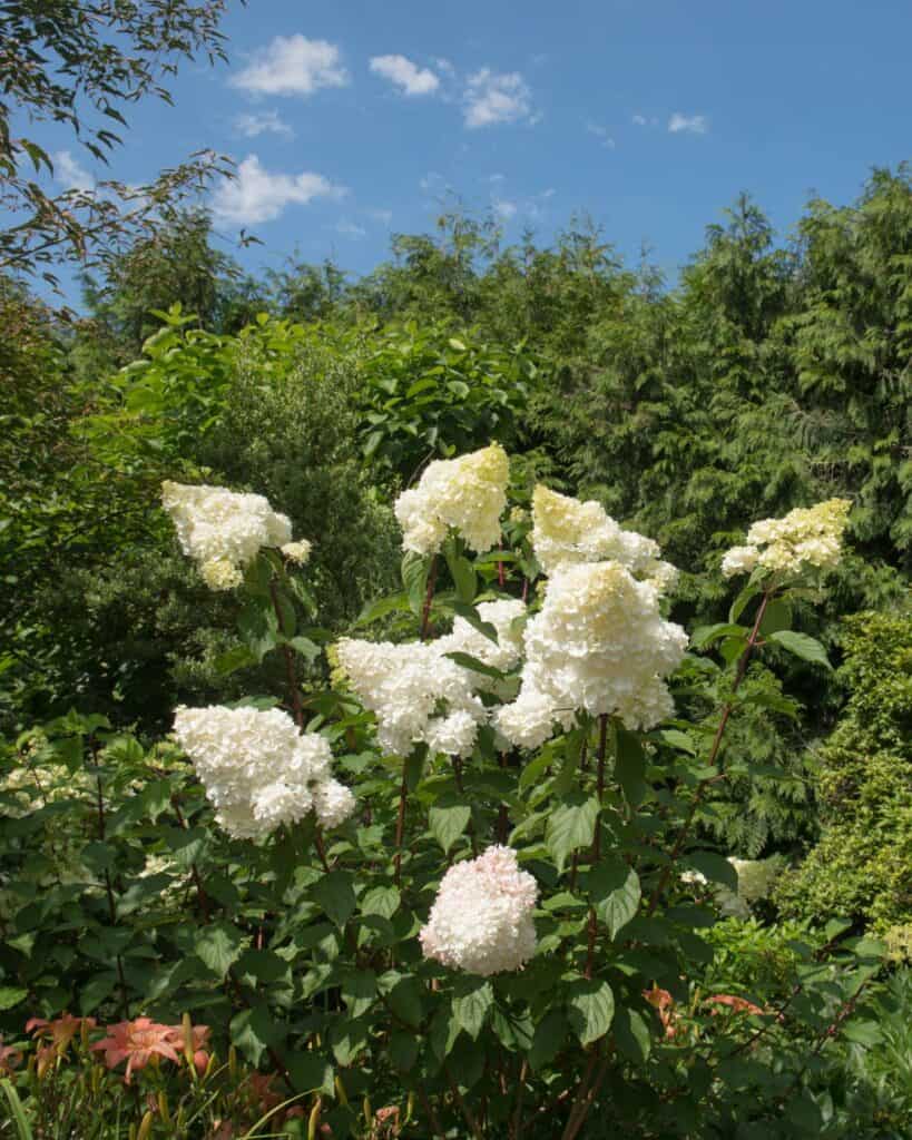 Zone 3 Flowering Trees (9 Stunning Cold Hardy Ornamentals)