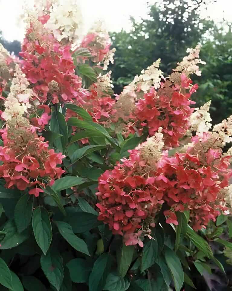 Zone 3 Flowering Trees (9 Stunning Cold Hardy Ornamentals)