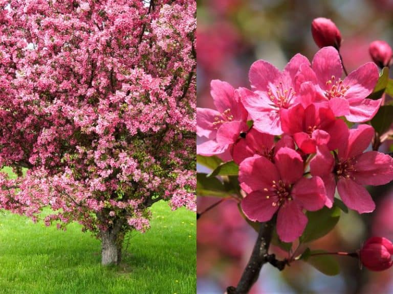 Zone 3 Flowering Trees (9 Stunning Cold Hardy Ornamentals)
