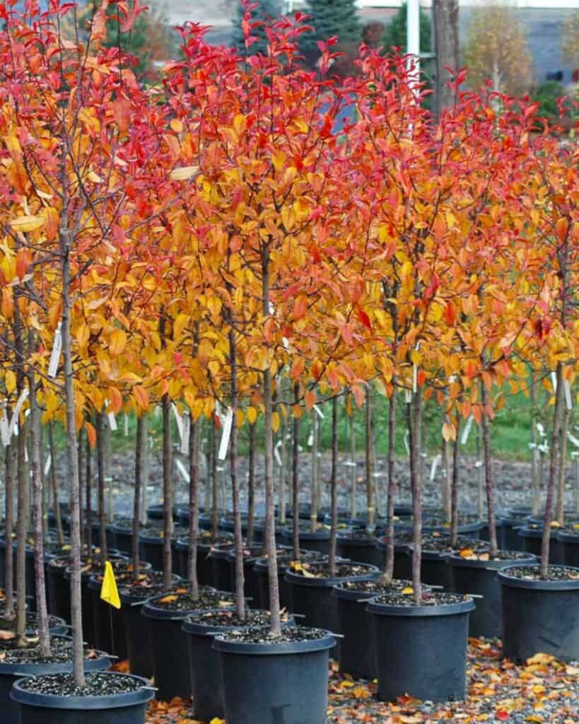Zone 3 Flowering Trees (9 Stunning Cold Hardy Ornamentals)