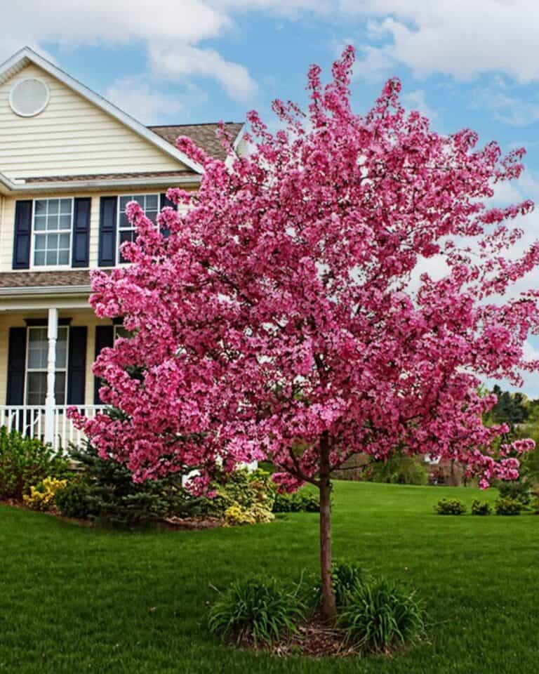 33 Small Trees & Shrubs For The Front Of Your House (Make A Lasting Impression)