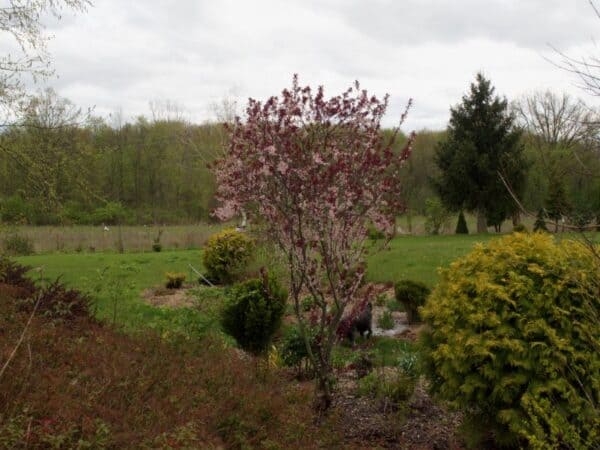 25 Most Popular Ornamental Trees in Wisconsin (Incl Dwarf)