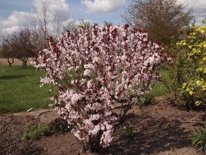 Zone 3 Flowering Trees (9 Stunning Cold Hardy Ornamentals)