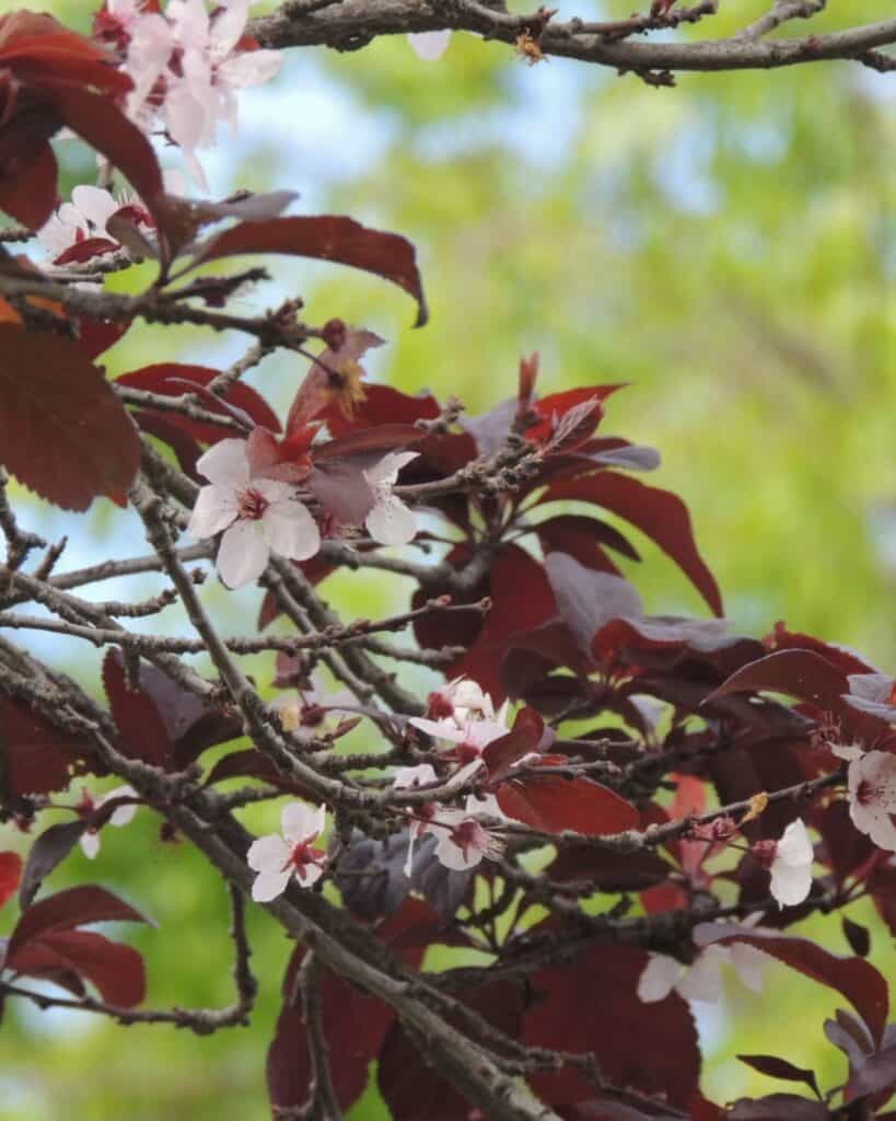 Zone 3 Flowering Trees (9 Stunning Cold Hardy Ornamentals)