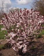 Zone 3 Flowering Trees (9 Stunning Cold Hardy Ornamentals)