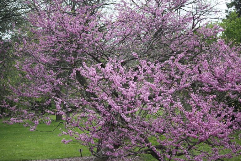 25 Most Popular Ornamental Trees in Wisconsin (Incl Dwarf)