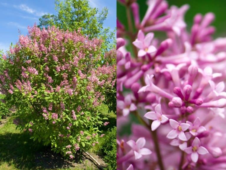 Zone 3 Flowering Trees (9 Stunning Cold Hardy Ornamentals)