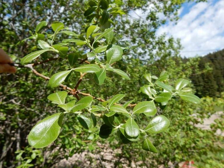 13 Willow Trees in Colorado (Popular Types to Grow in CO)