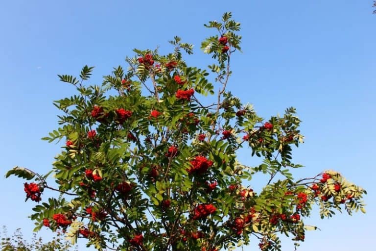 15 Wisconsin Native Trees To Admire (Or Plant In Your Yard)