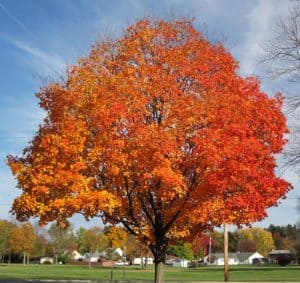 15 Wisconsin Native Trees To Admire (Or Plant In Your Yard)