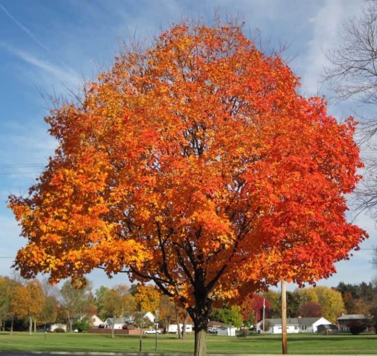 15 Wisconsin Native Trees To Admire (Or Plant In Your Yard)