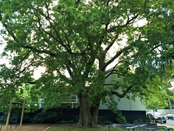8 Best Shade Trees for Colorado Yards (Front & Rear)