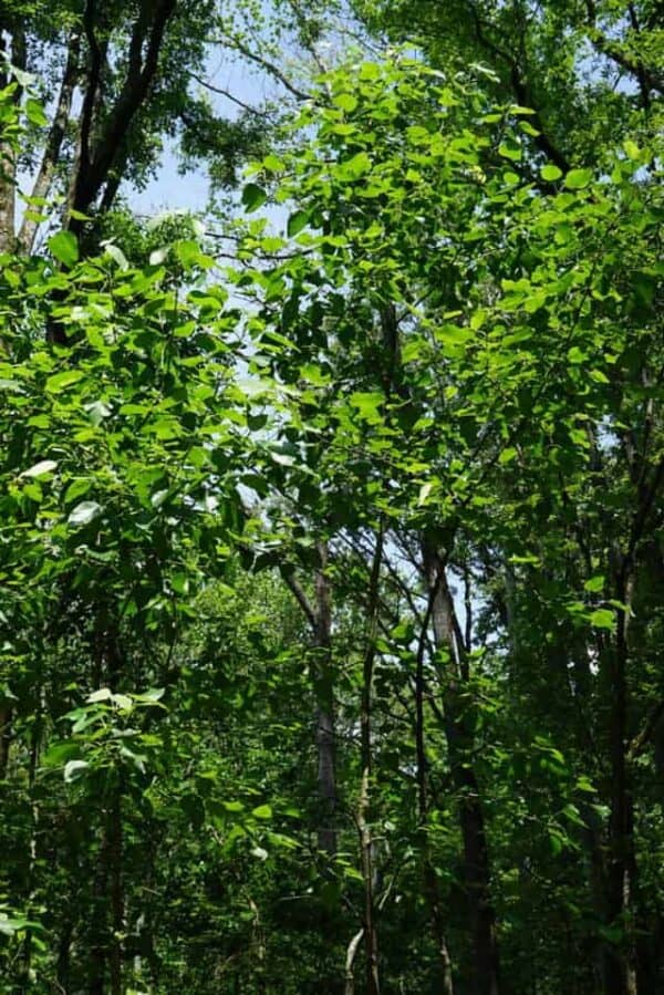 25 Types of Trees Native to Connecticut (to Plant or Admire)