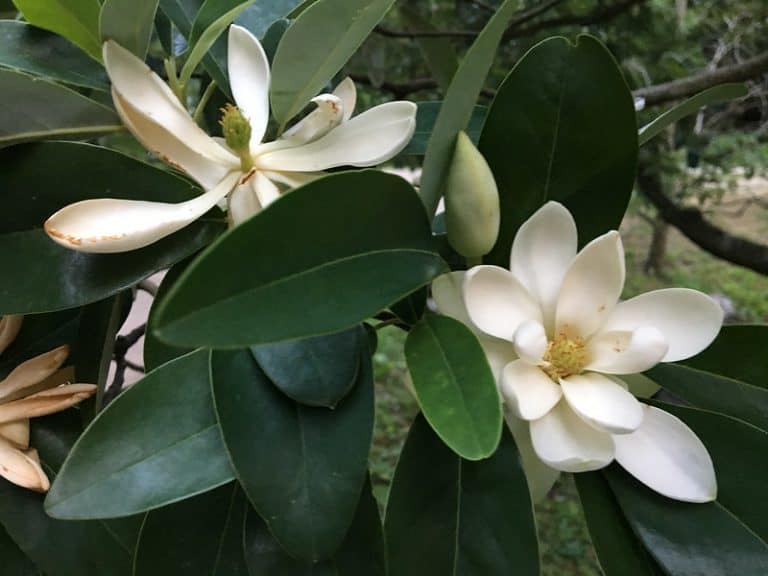 9 Ornamental Flowering Trees to Grow in Connecticut (CT)