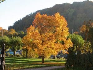 25 Types of Trees Native to Connecticut (to Plant or Admire)