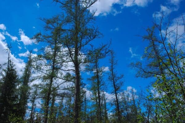 25 Types of Trees Native to Connecticut (to Plant or Admire)