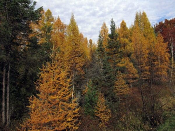 15 Wisconsin Native Trees To Admire (Or Plant In Your Yard)