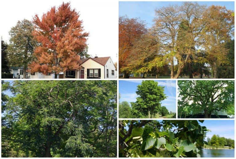 7 Fast-Growing Shade Trees for USDA Zone 7 (Small & Large)