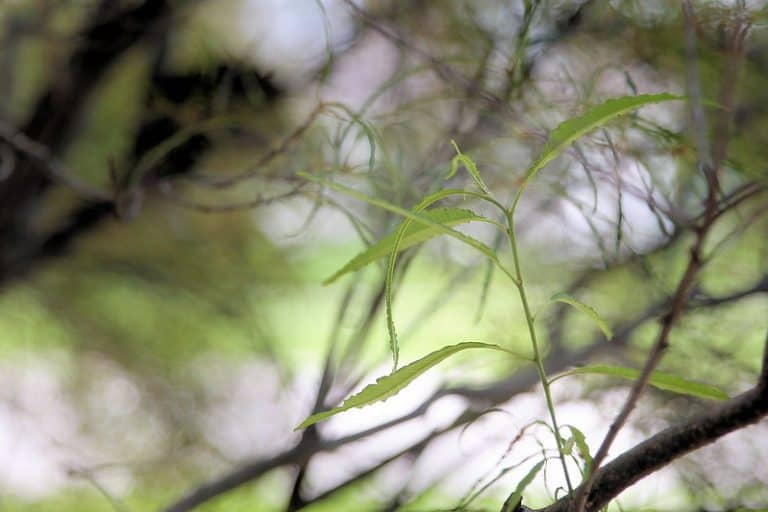 13 Willow Trees in Colorado (Popular Types to Grow in CO)