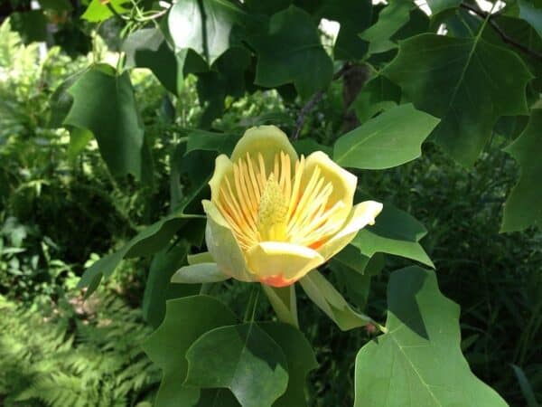 25 Types of Trees Native to Connecticut (to Plant or Admire)