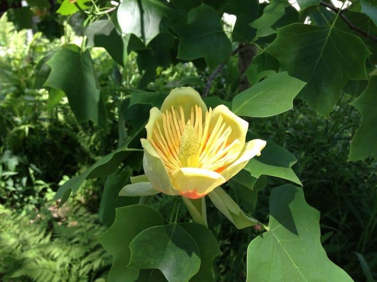 25 Types of Trees Native to Connecticut (to Plant or Admire)