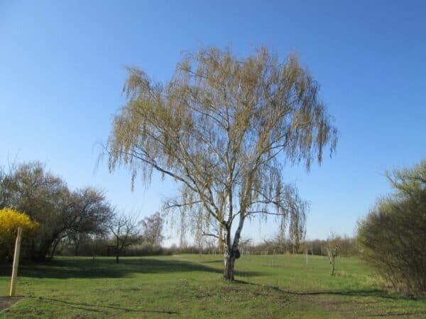 6 Types of Birch Trees that Grow Well in Wisconsin