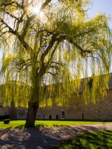 13 Willow Trees in Colorado (Popular Types to Grow in CO)