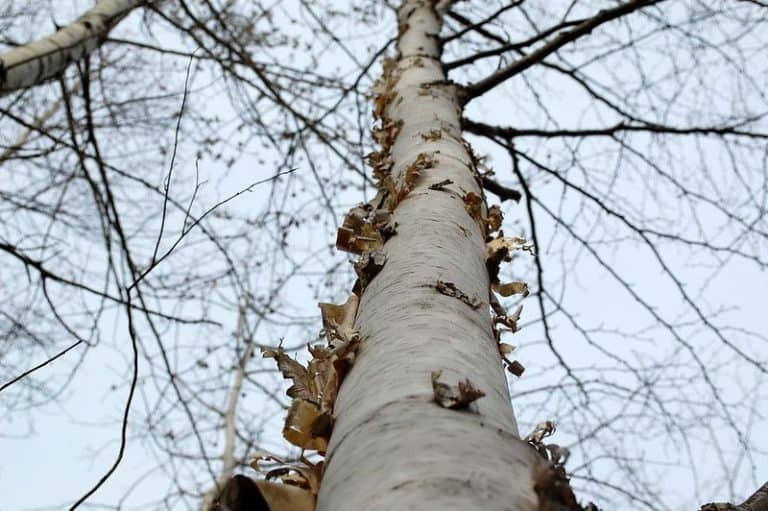 6 White Bark Trees in Colorado (Add Beauty Year-Round)