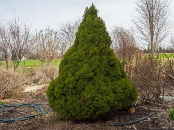 7 Beautiful Evergreen Trees in Wisconsin (Green Year Round)