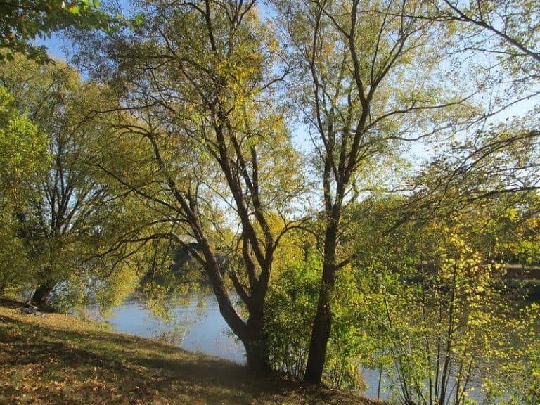 13 Willow Trees in Colorado (Popular Types to Grow in CO)