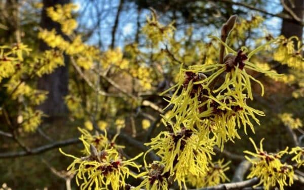 12 Small & Dwarf Tree Varieties for USDA Zone 5